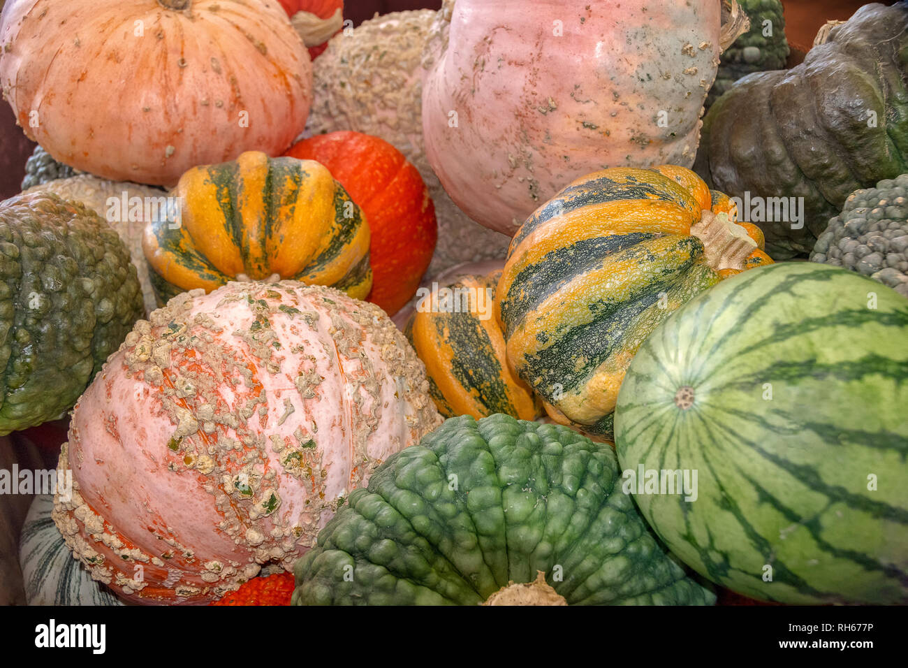 Colorful pumpkins of different types Stock Photo - Alamy
