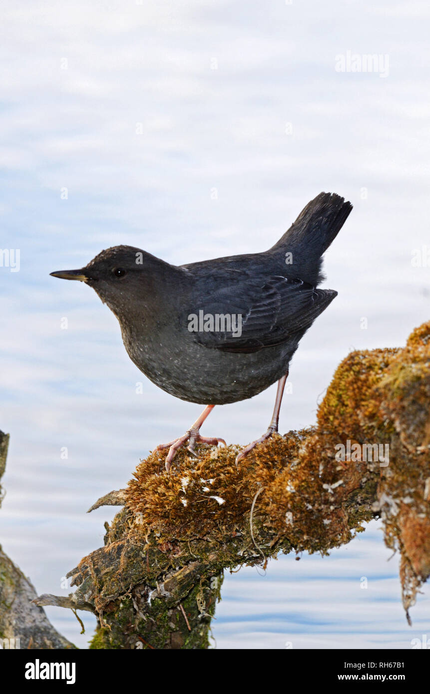 American dipper bird hi-res stock photography and images - Alamy