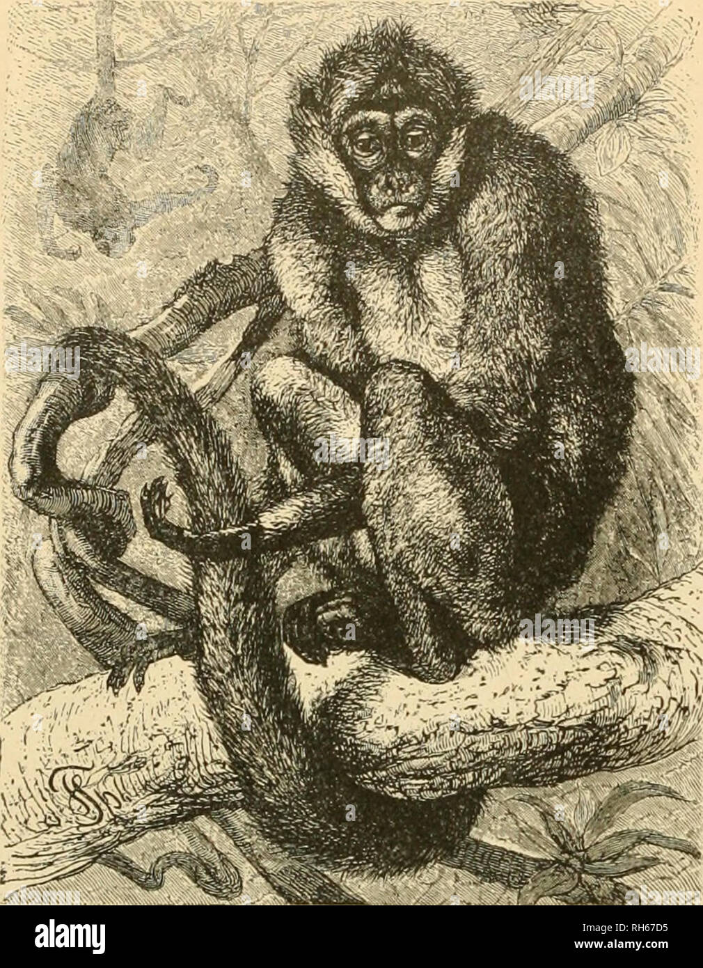 Unconscious monkey hi-res stock photography and images - Alamy