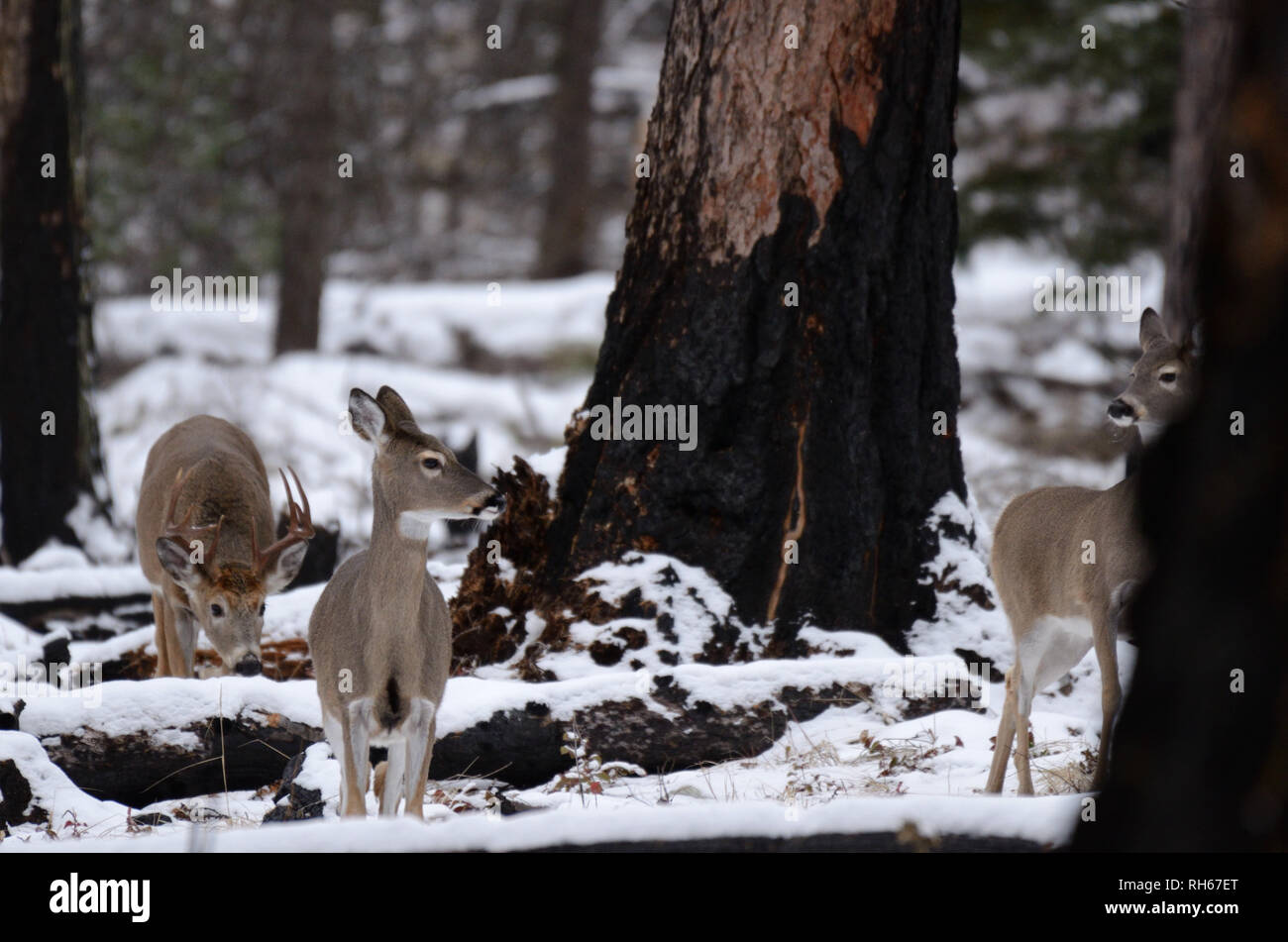 White-tailed buck chasing two does during mating season in fall. Yaak ...