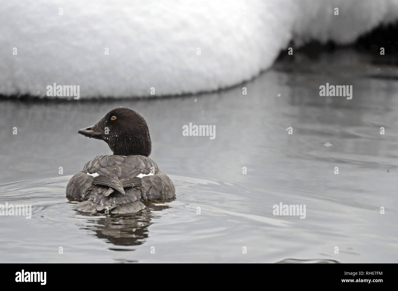 Female common goldeneye on on a pond in early winter. Yaak Valley in ...
