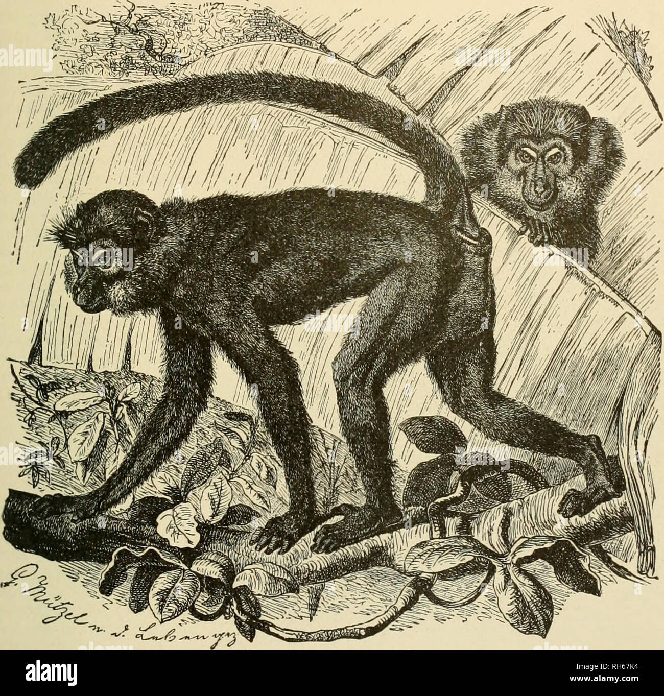 . Brehm's Life of animals : a complete natural history for popular home ...