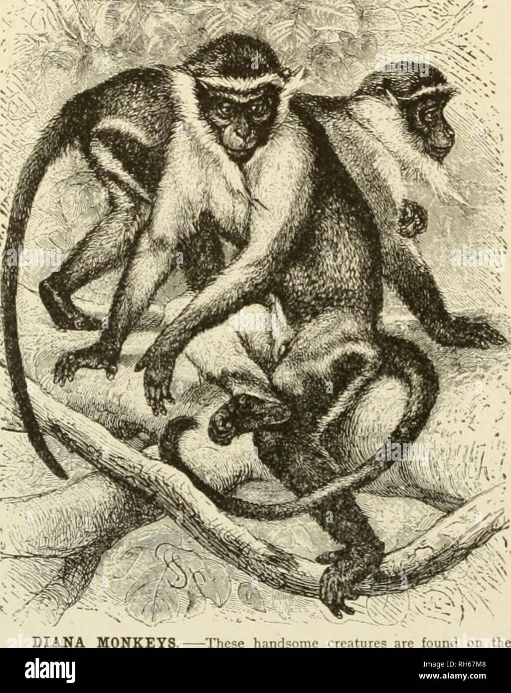 Colobus ursinus hi-res stock photography and images - Alamy