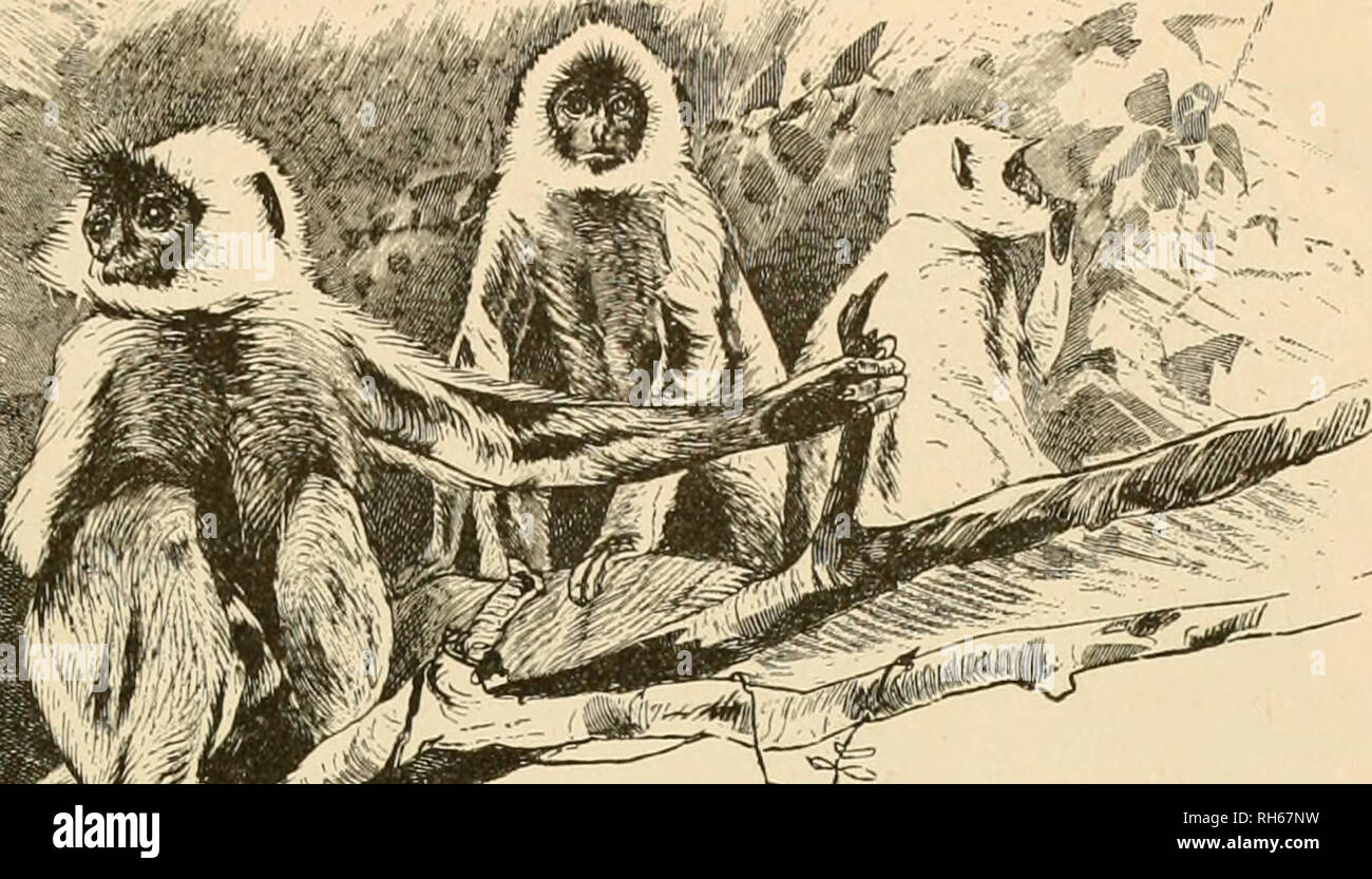 Animal projection show hi-res stock photography and images - Alamy