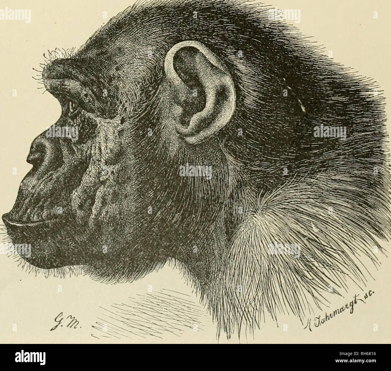 Chim nose hi-res stock photography and images - Alamy