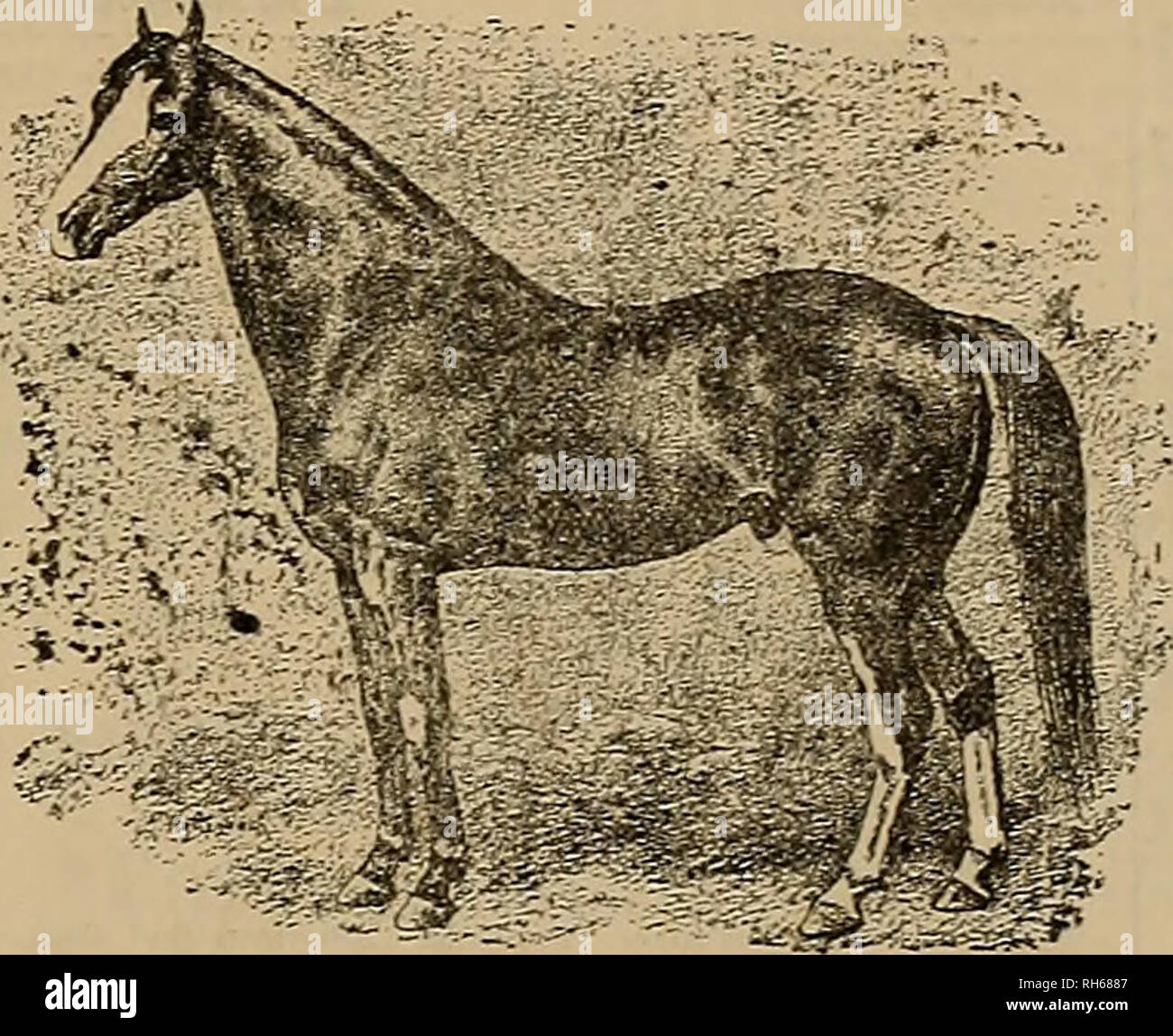 Mccleery High Resolution Stock Photography and Images - Alamy