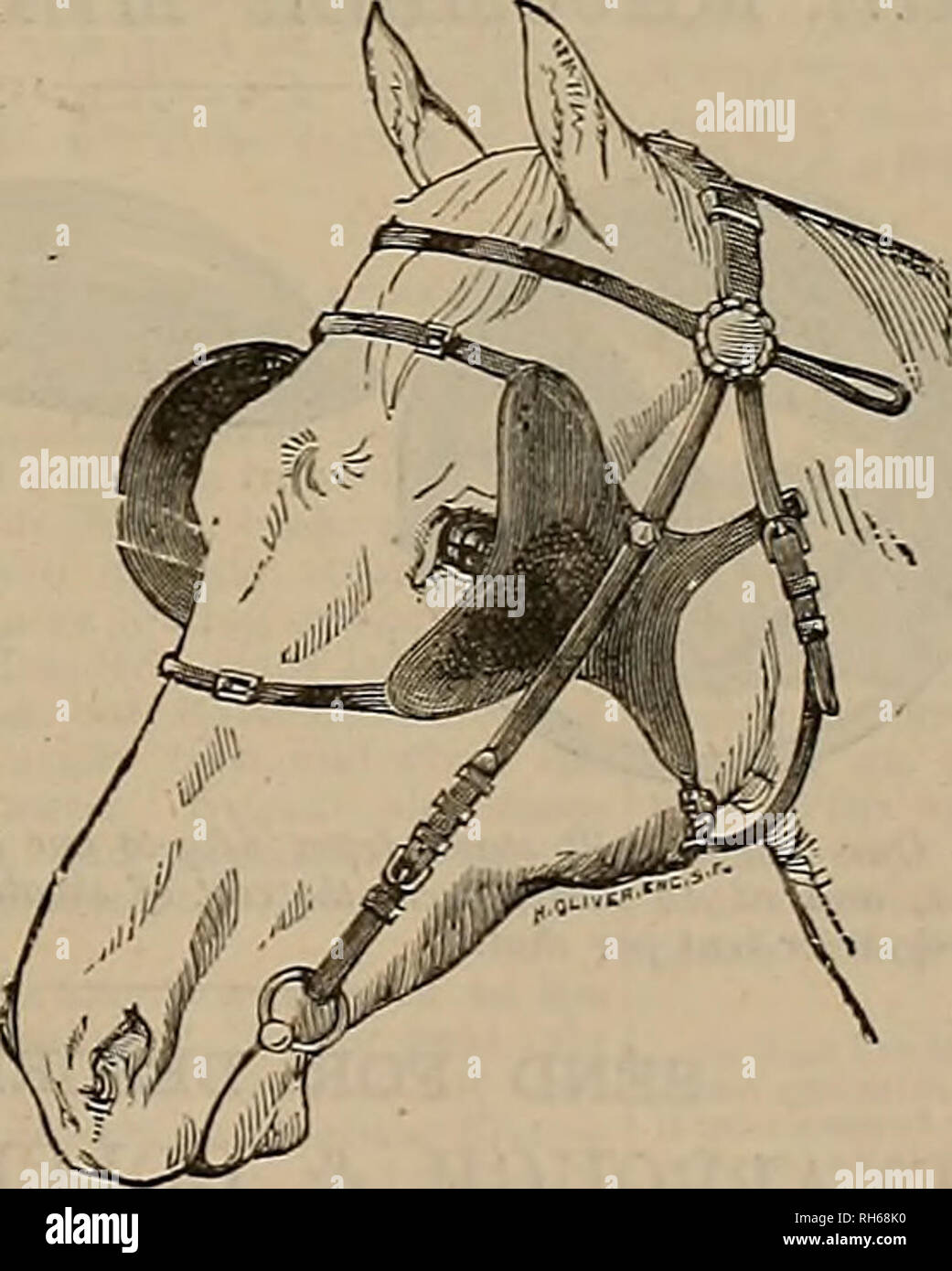 Durham shorthorn cattle hi-res stock photography and images - Alamy