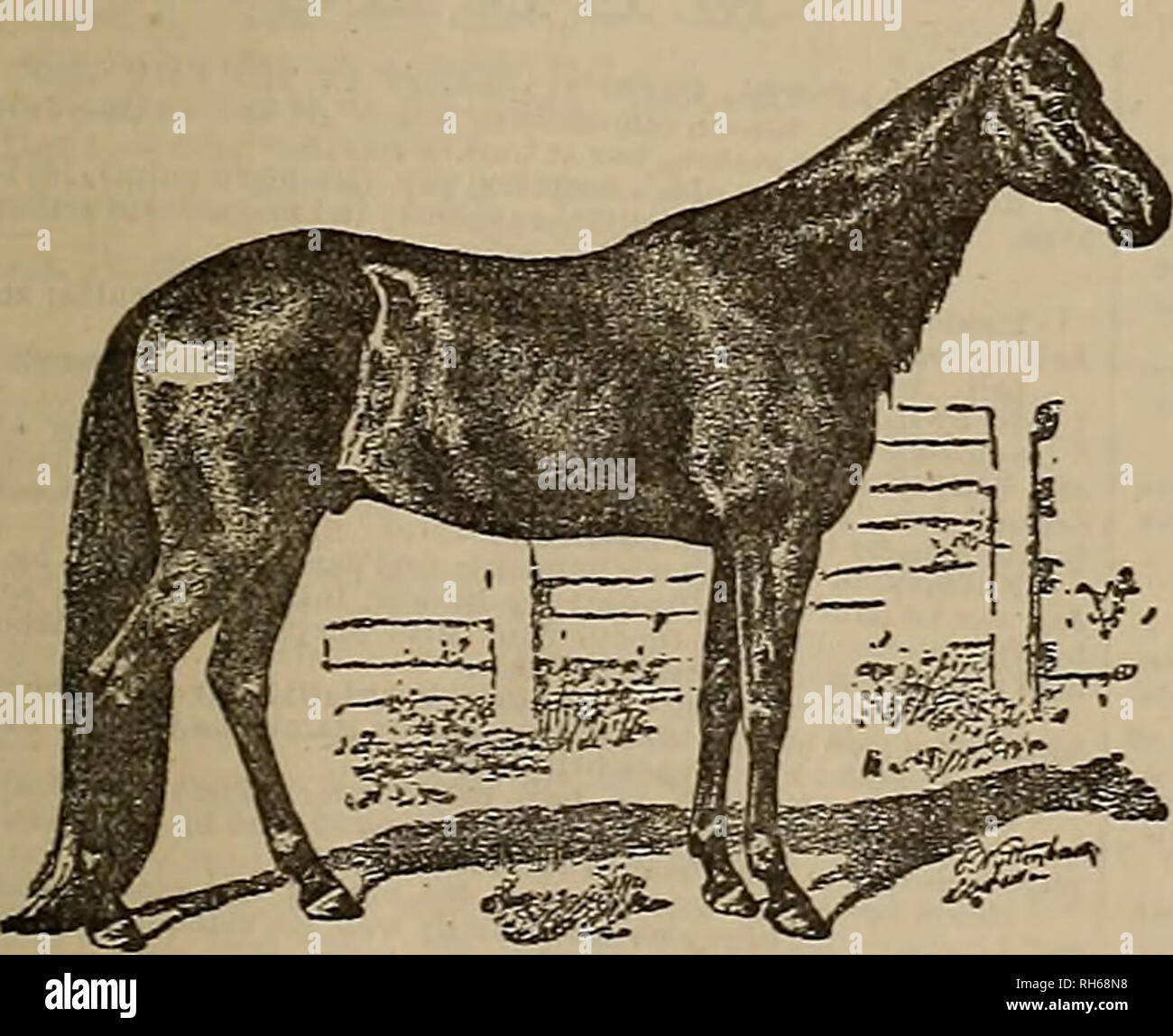 Loth ferry hi-res stock photography and images - Alamy