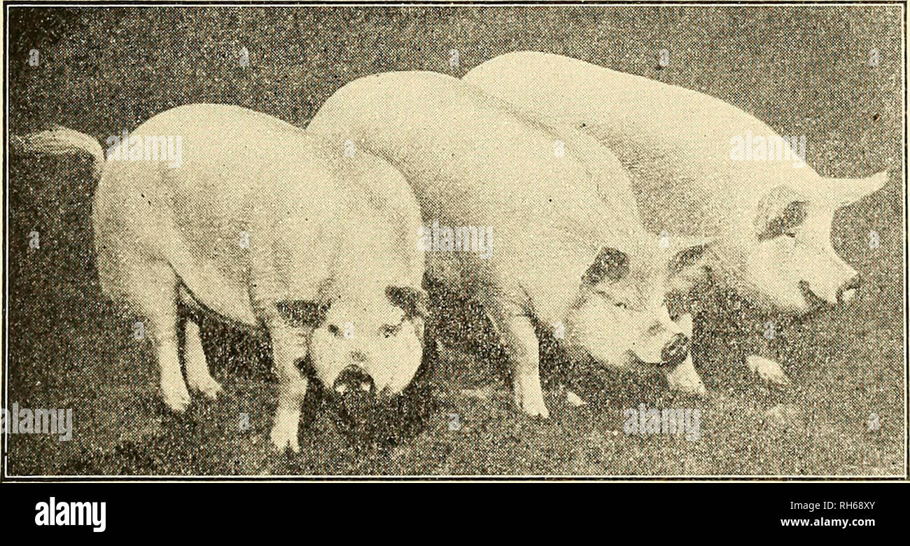 Double head fetus hi-res stock photography and images - Alamy