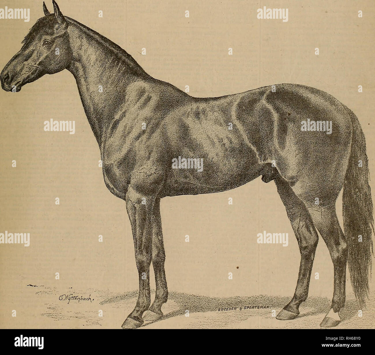 . Breeder and sportsman. Horses. SAN-FRANCISCO. SATURDAY, MARCH 20 ...