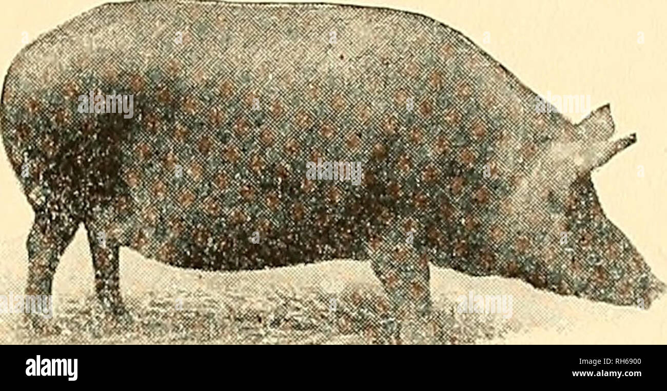 Abortion of cattle hi-res stock photography and images - Alamy