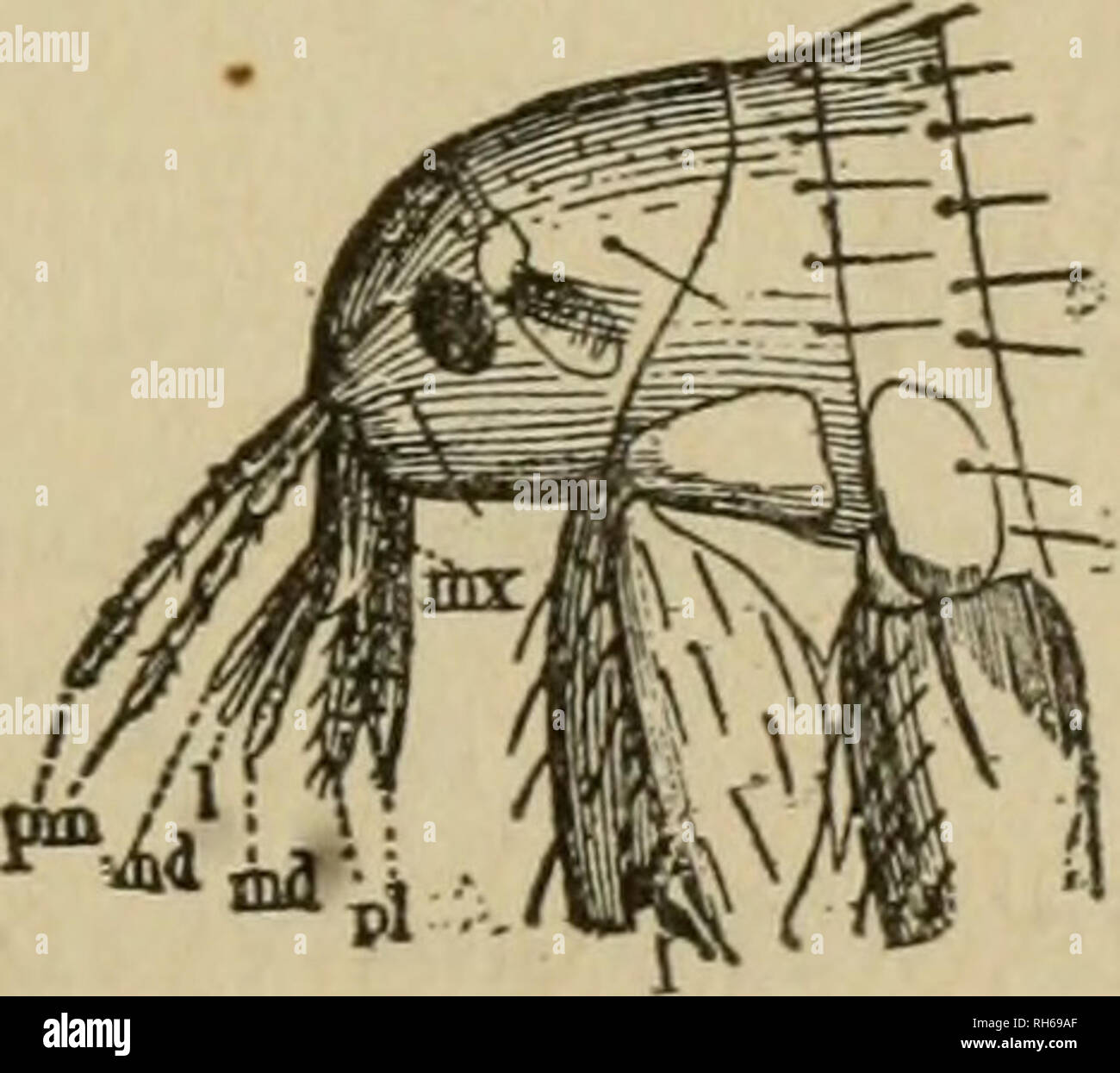 Horse bot fly hi-res stock photography and images - Alamy