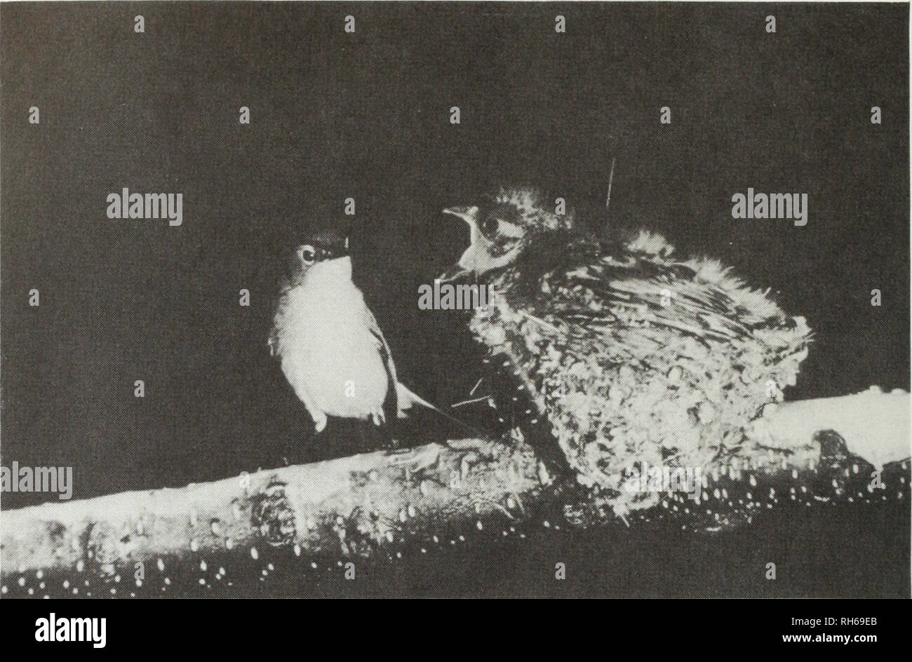 Cowbird egg hi-res stock photography and images - Alamy