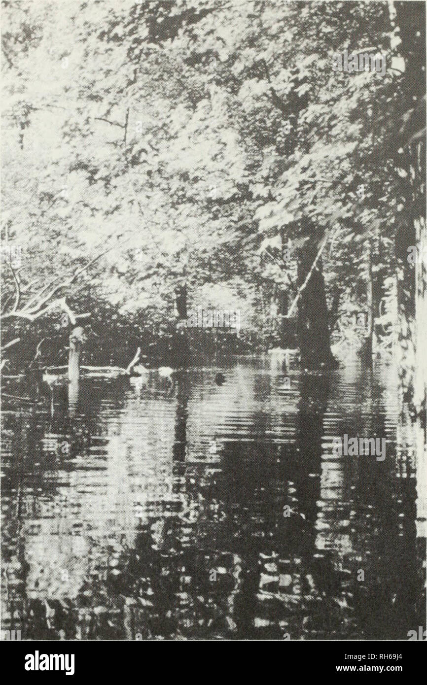 Prothonotary warbler at nest hi-res stock photography and images - Alamy