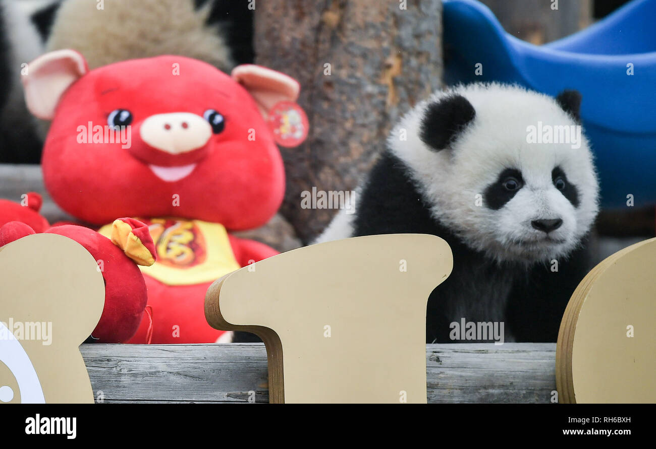 Wolong. 31st Jan, 2019. Photo taken on Jan. 31, 2019 shows a giant ...