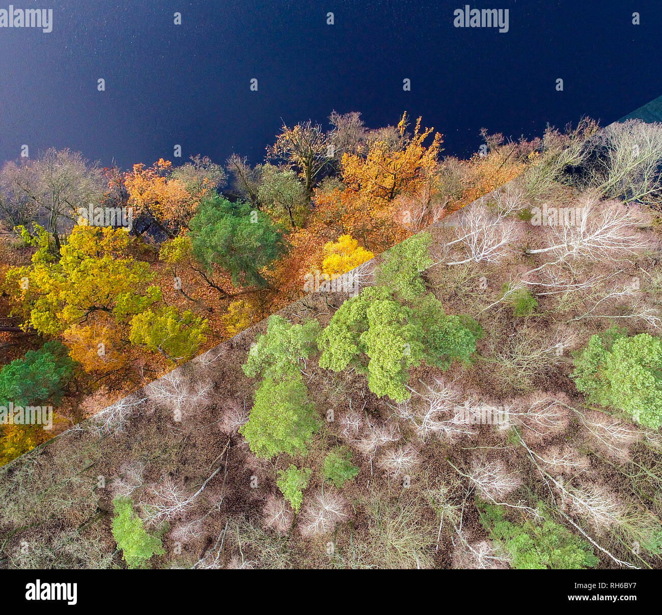 Treplin, Germany. 31st Jan, 2019. ILLUSTRATION: Forest on the shore of ...