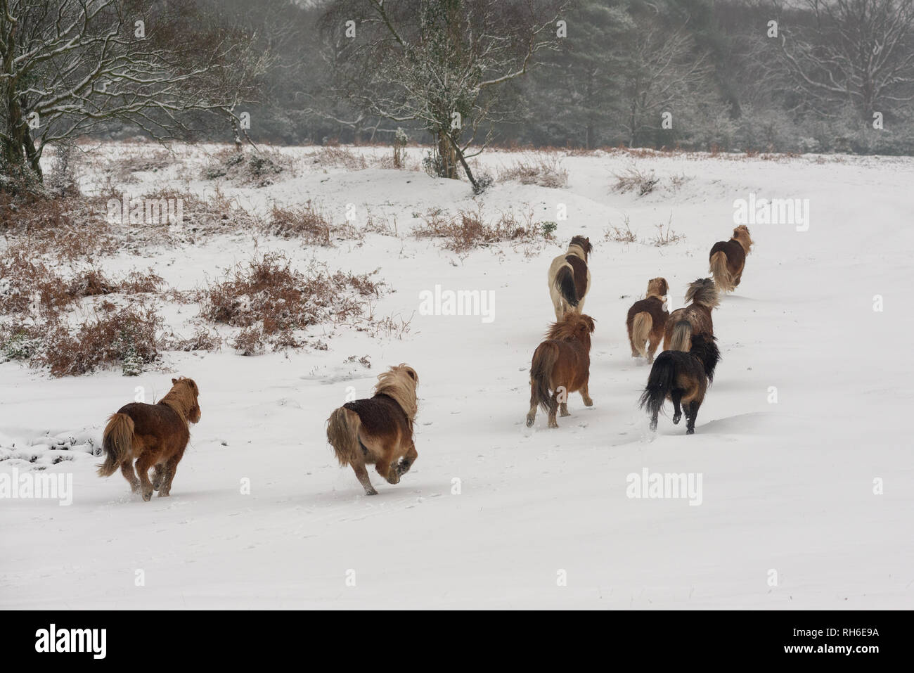 Shetland ponies running in snow in the New Forest, south of England ...