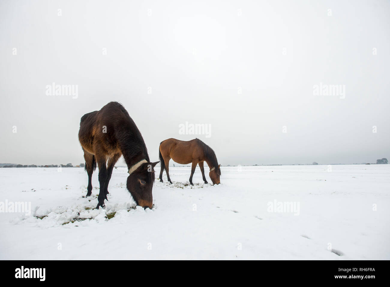 New Forest, UK, 1 February 2019. UK Weather: New Forest ponies near ...