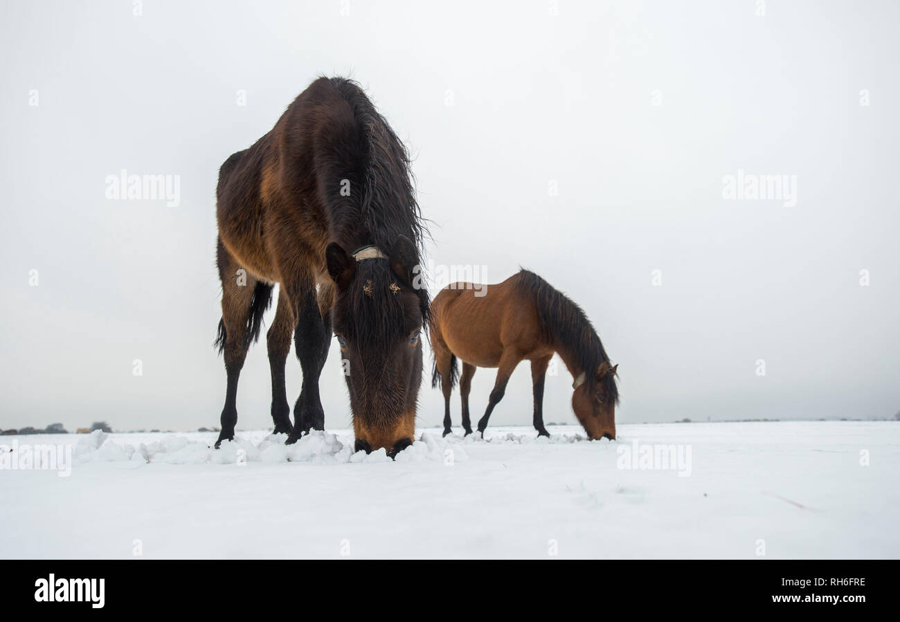New Forest, UK, 1 February 2019. UK Weather: New Forest ponies near ...