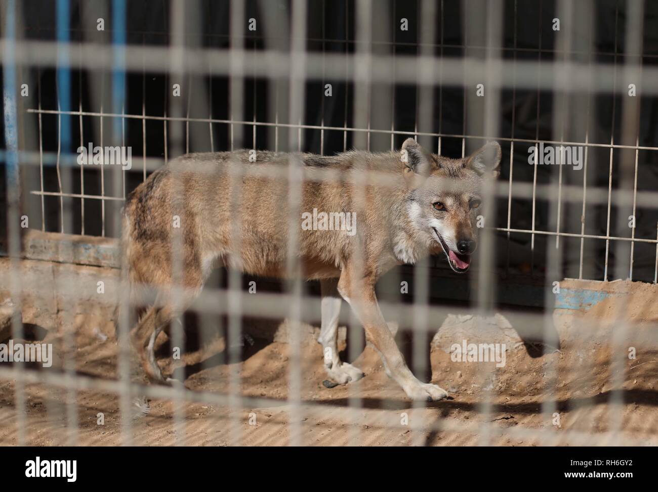 Rafah, The Gaza Strip, Palestine. 30th Jan, 2019. Rafah city zoo ...