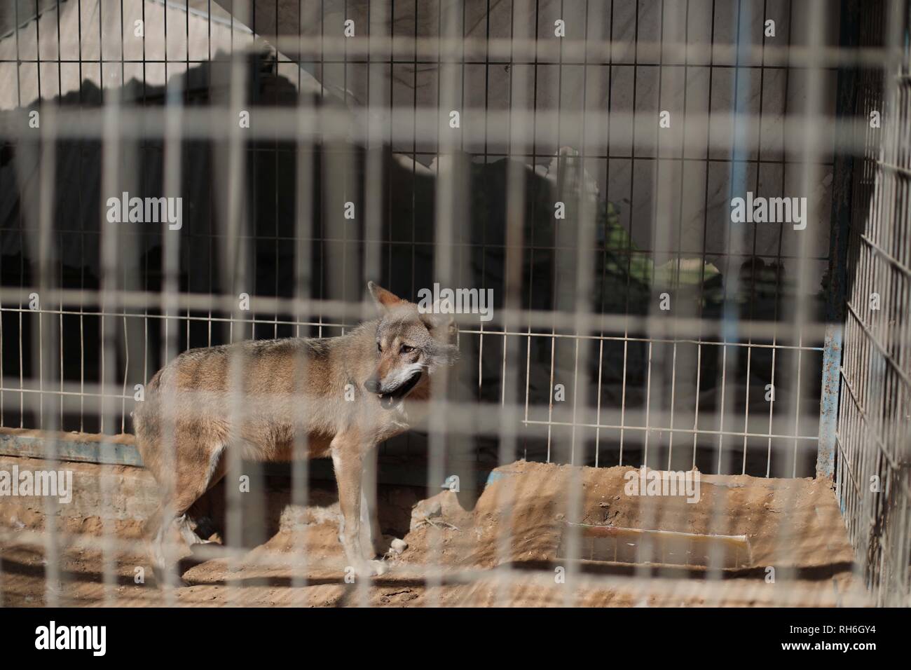 Rafah, The Gaza Strip, Palestine. 30th Jan, 2019. Rafah city zoo ...