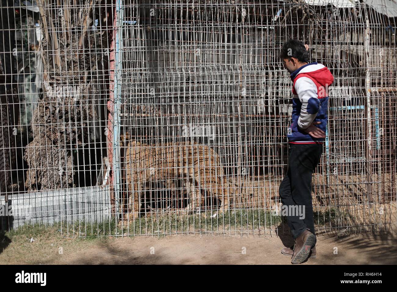 Rafah, The Gaza Strip, Palestine. 30th Jan, 2019. Rafah city zoo ...