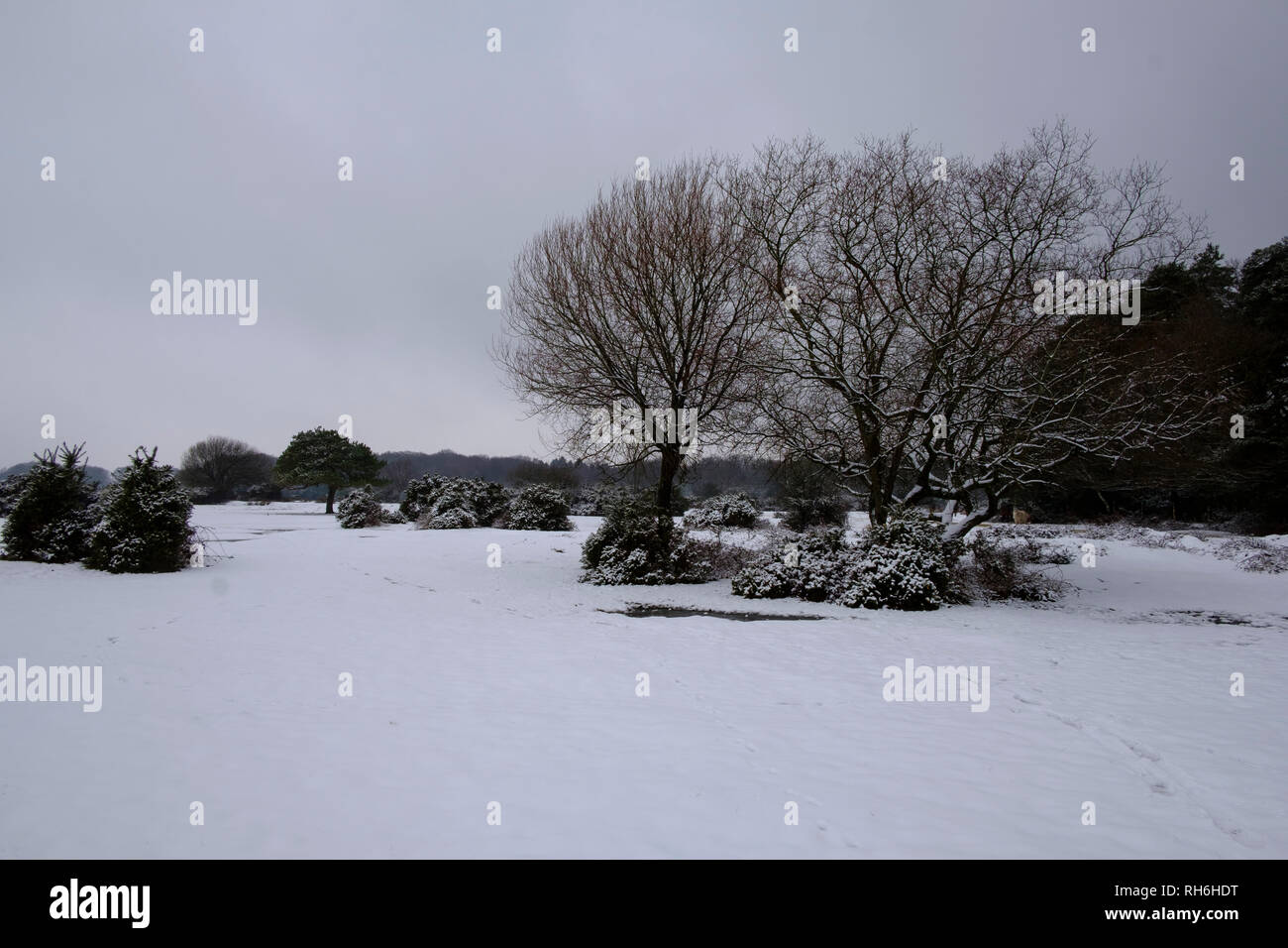 New Forest, Hampshire. 1st Feb 2019. UK Weather: Beautiful snowy scenes ...
