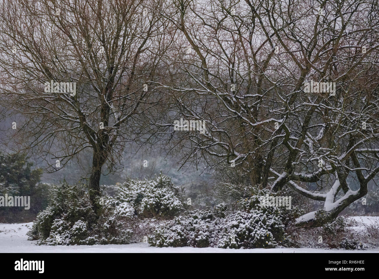 Tree Snow New Forest England