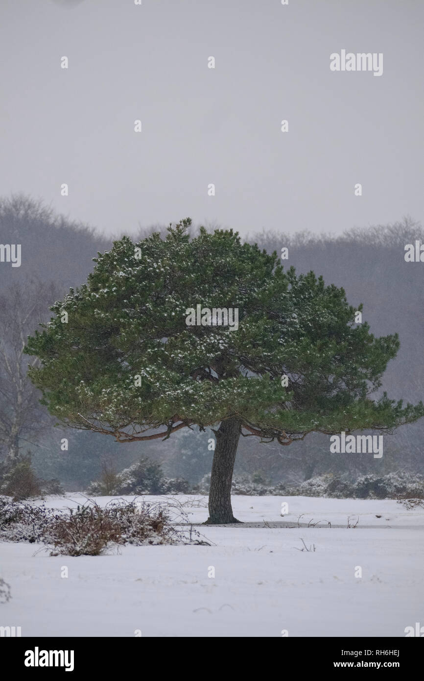 New Forest, Hampshire. 1st Feb 2019. UK Weather: Beautiful snowy scenes ...