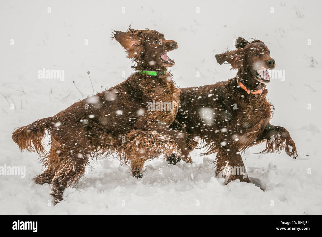 Irish setters hi-res stock photography and images - Alamy