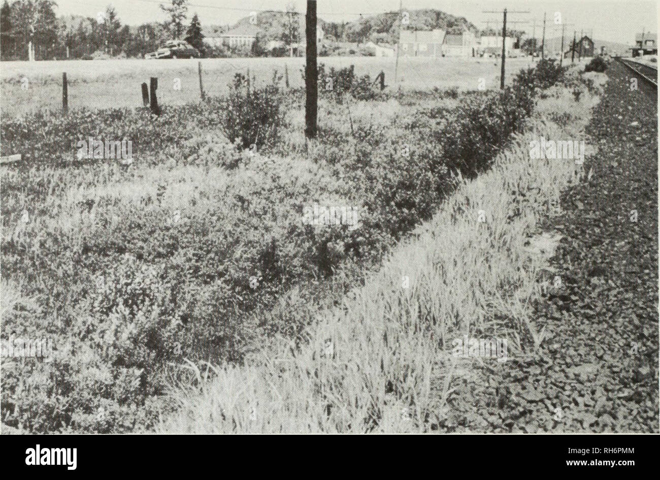 Breeding nest poles hi-res stock photography and images - Alamy