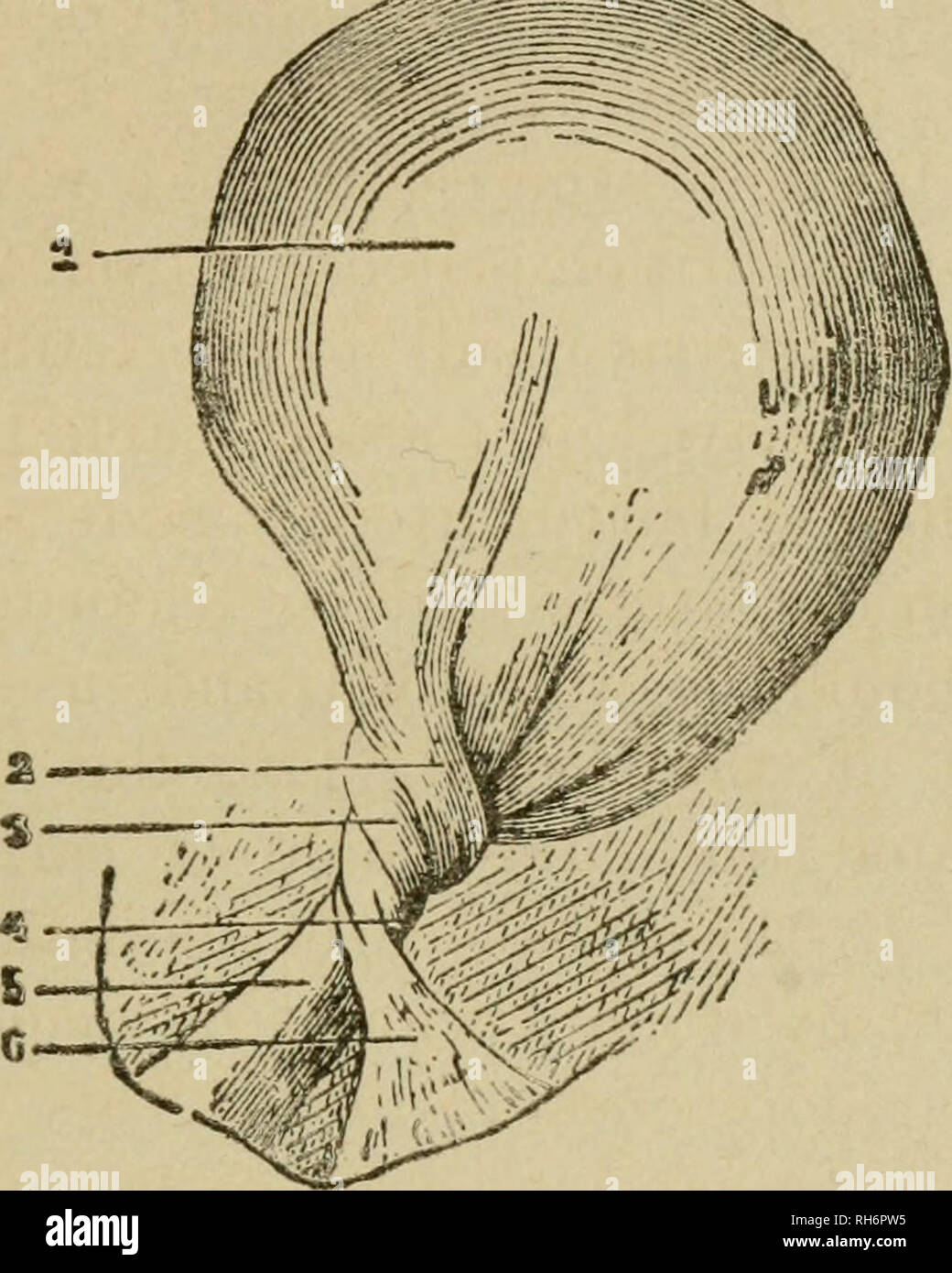 Decomposing tissues hi-res stock photography and images - Alamy