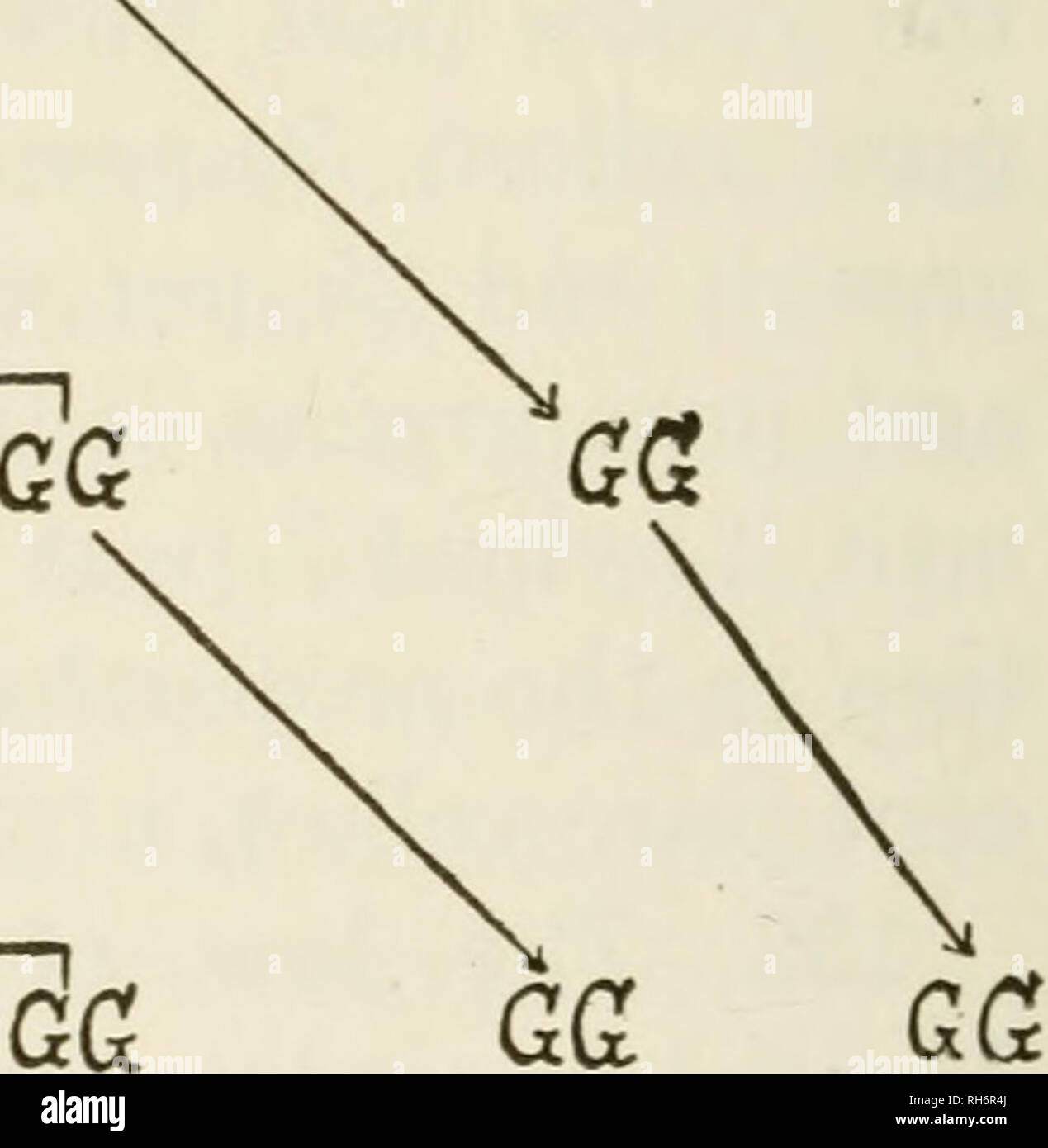 Breeding and the mendelian inheritance hi-res stock photography and ...