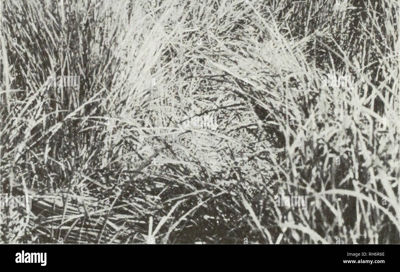Sedge wren nest hi-res stock photography and images - Alamy