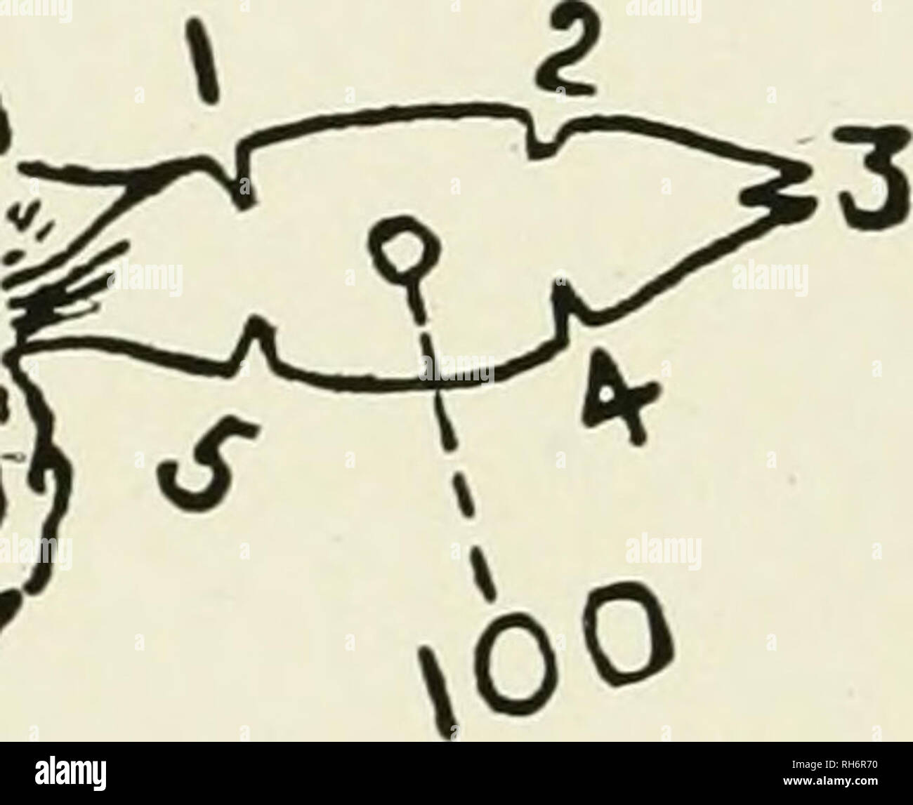 Numbers on ear tag hi-res stock photography and images - Alamy