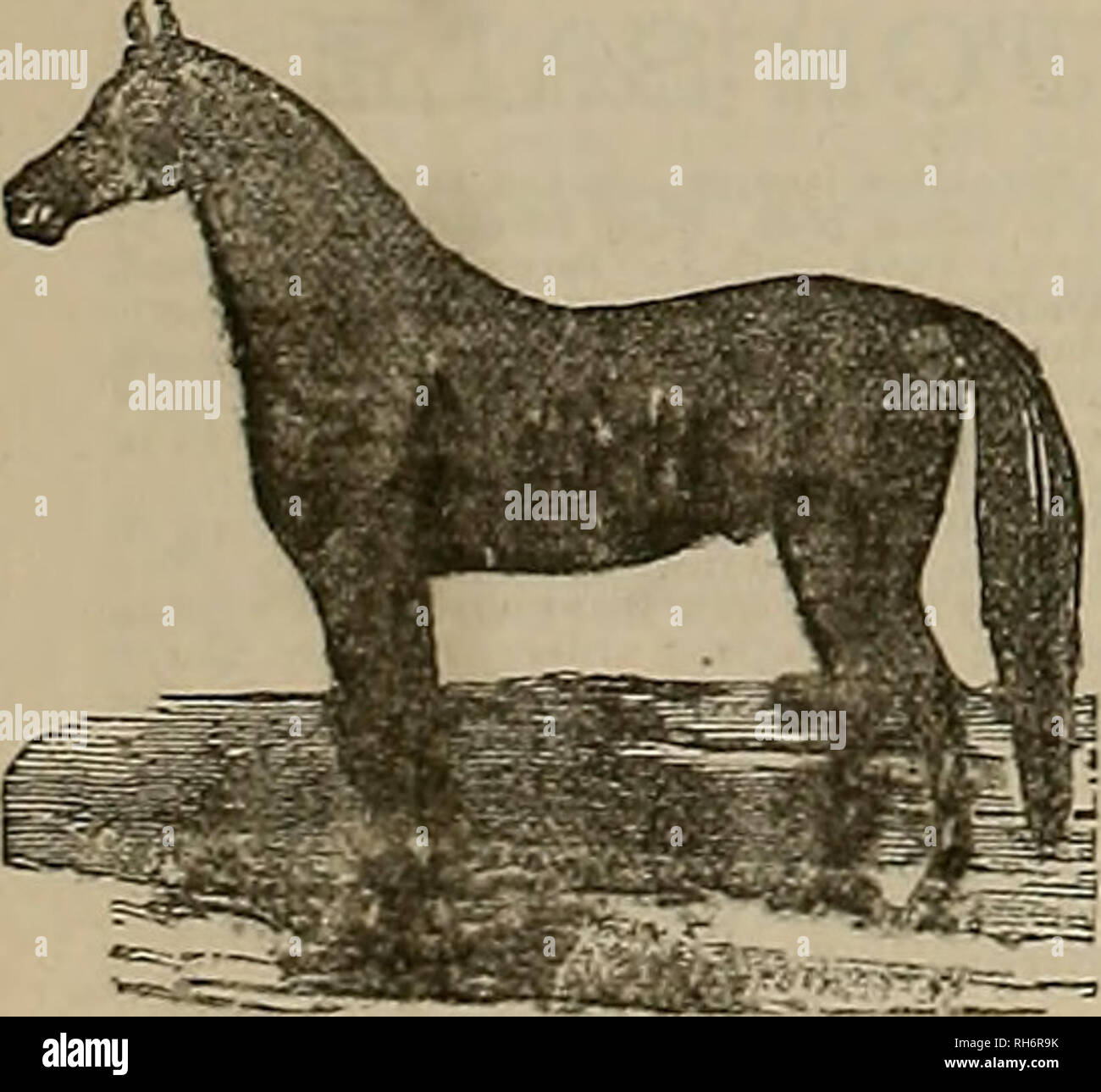 Durham shorthorn cattle hi-res stock photography and images - Alamy