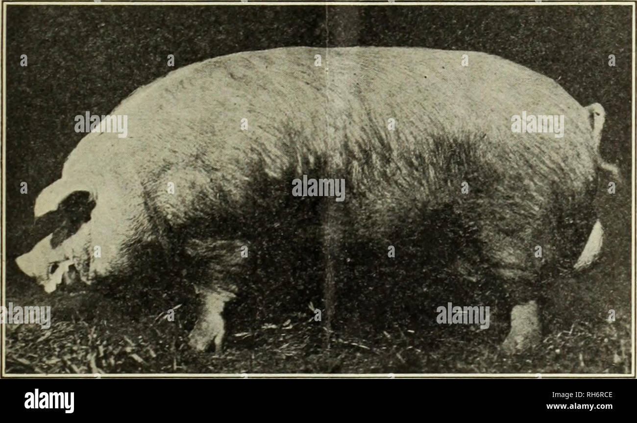 Poland china boar hi-res stock photography and images - Alamy