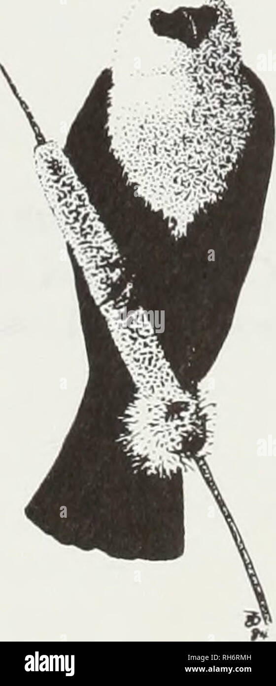 . Breeding birds of Ontario : nidiology and distribution. Birds; Birds ...