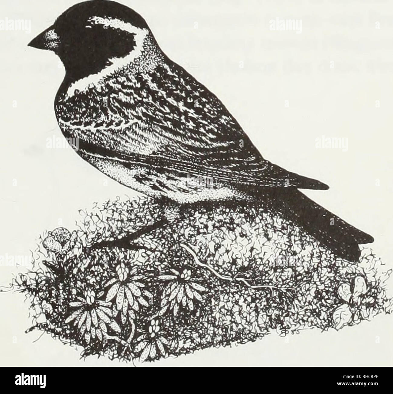 Breeds on the tundra hi-res stock photography and images - Alamy