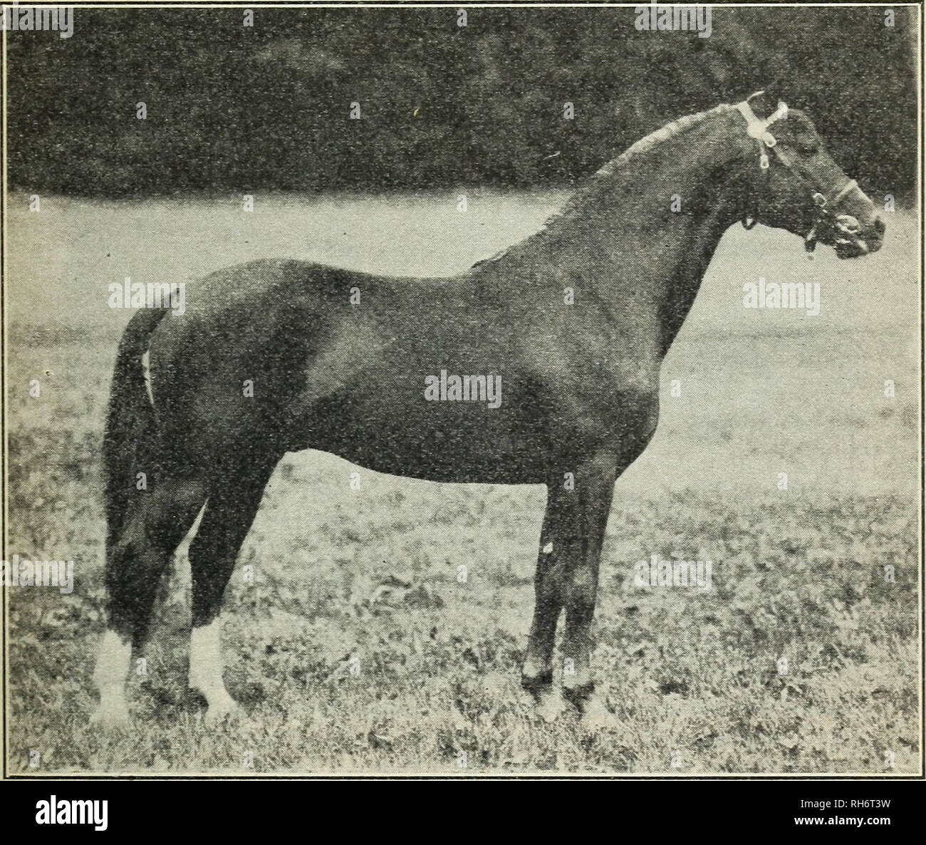 . Breeding Morgan horses at the U.S. Morgan Horse Farm. Morgan horse ...