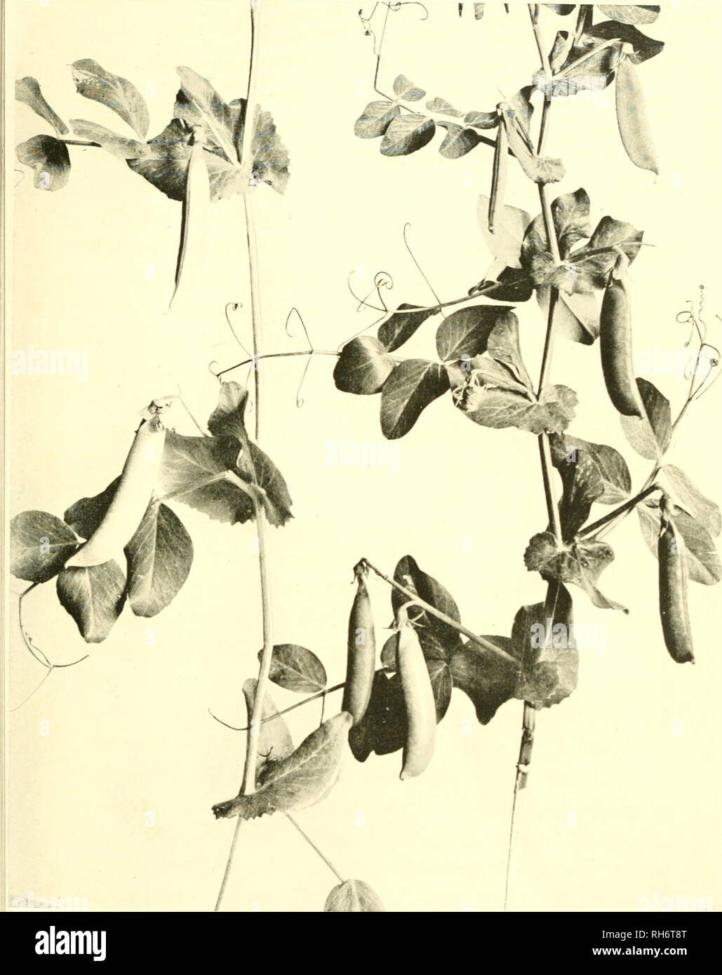 . Breeding and the Mendelian discovery. Breeding; Heredity; Mendel's ...