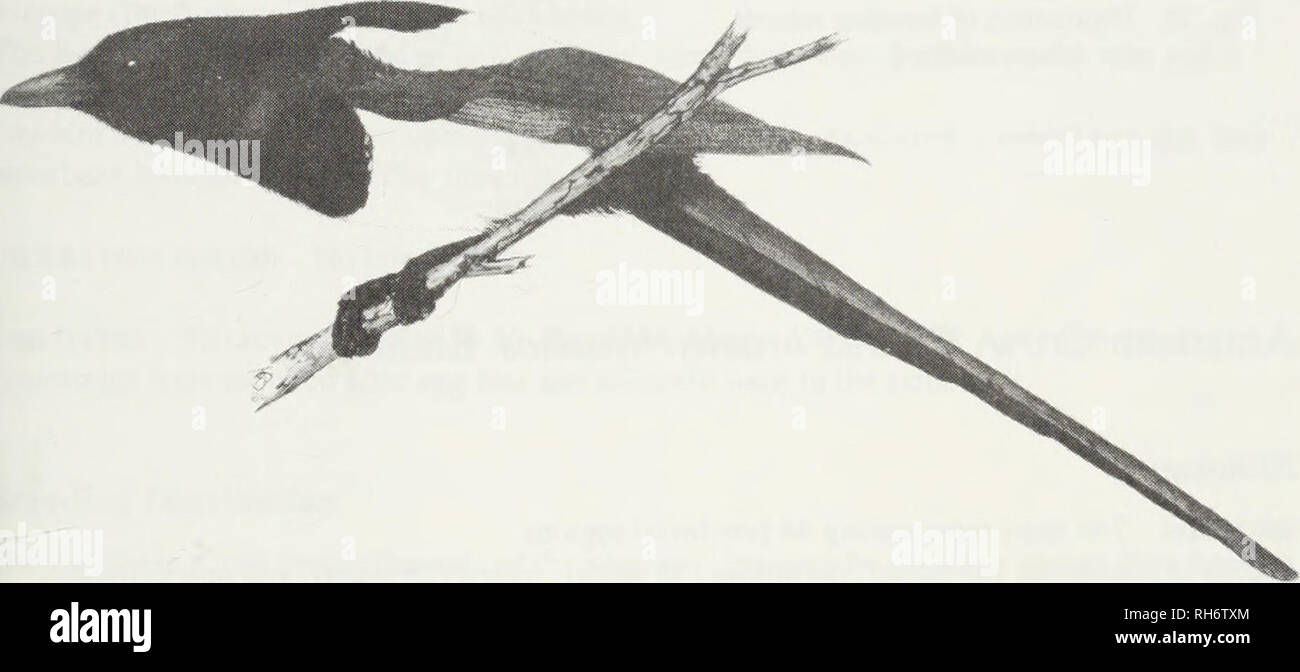 . Breeding birds of Ontario : nidiology and distribution. Birds; Birds ...