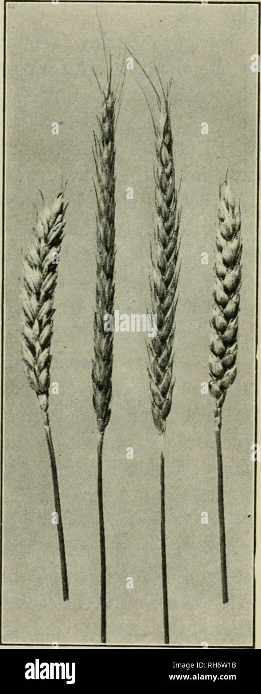 . Breeding crop plants. Plant breeding. MODE OF REPRODUCTION IN ...
