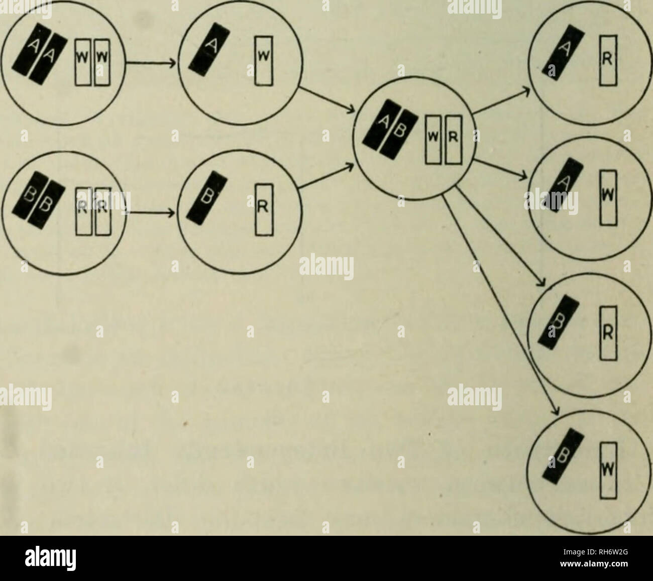 Homologous pair of chromosomes hi-res stock photography and images - Alamy