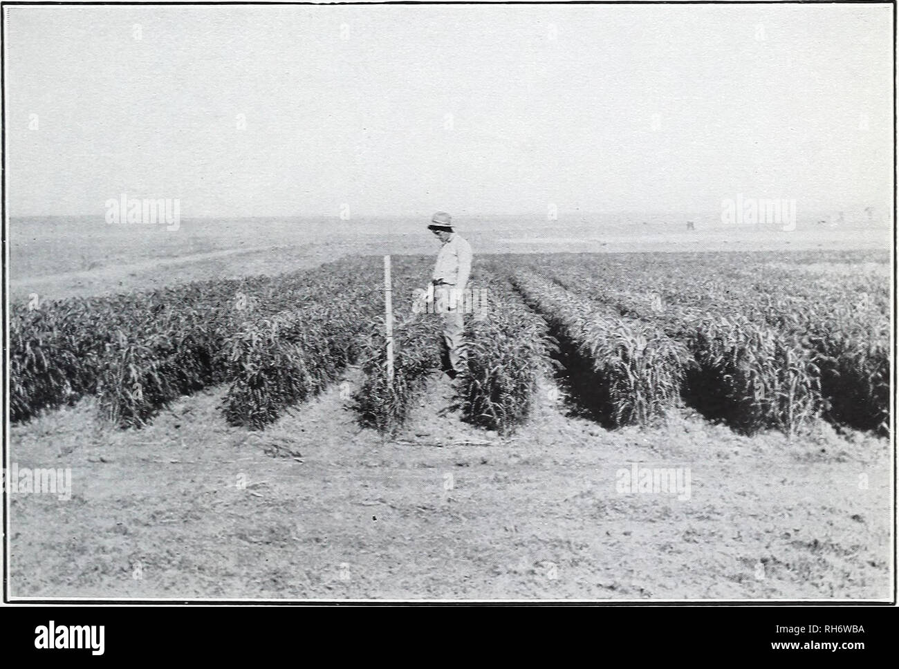 Great Plains Farming