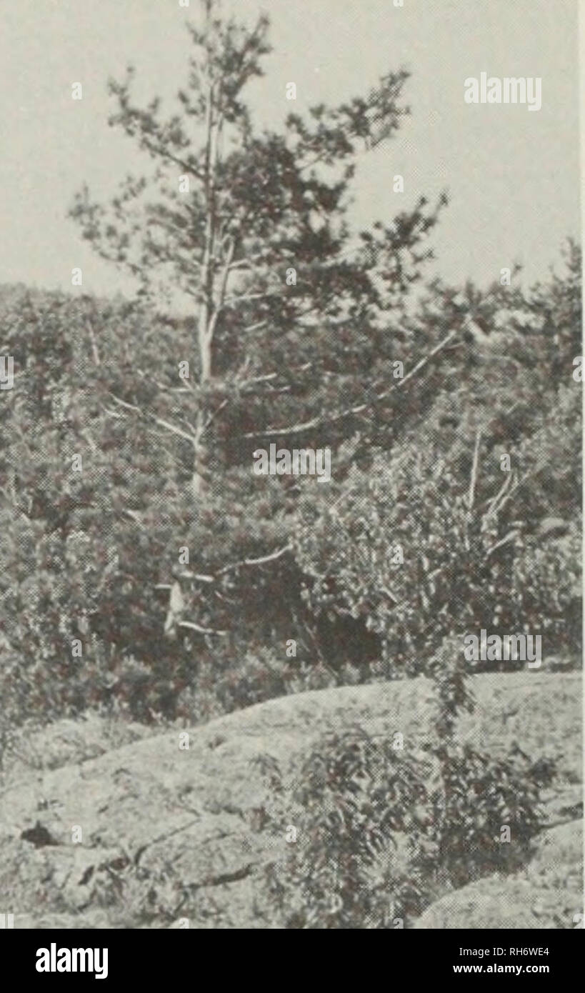 . Breeding birds of Ontario : nidiology and distribution. Birds; Birds ...