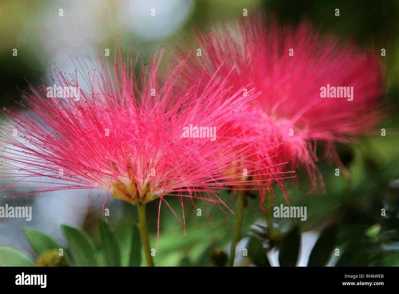 Powder puff tree hi-res stock photography and images - Alamy