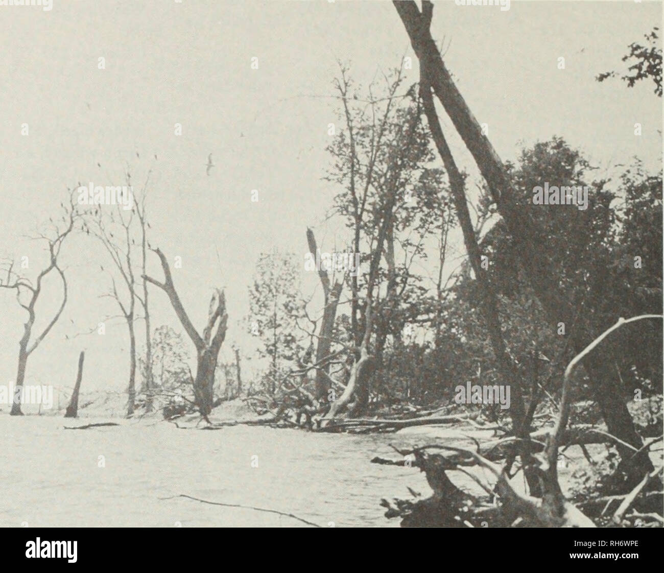 . Breeding birds of Ontario : nidiology and distribution. Birds; Birds ...