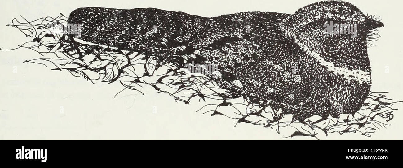 Dense nesting cover hi-res stock photography and images - Alamy