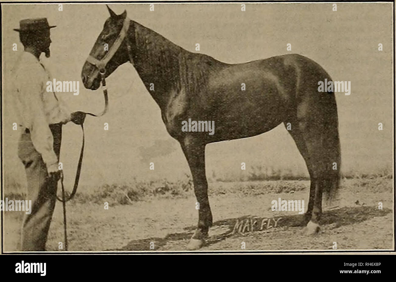 do horses fly when running